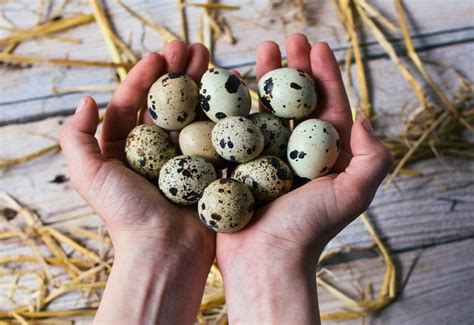 Coturnix Quail Egg Size What To Expect From Your Layers