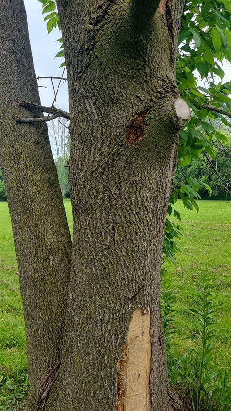 I Was Going To Cut Down This Dead Tree For Selling As Lumber But I Can