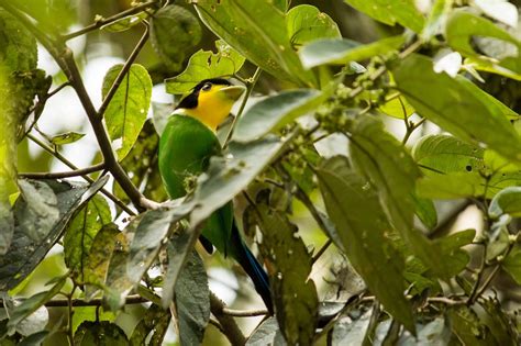 Sumatra Wildlife Animals And Birdlife In Indonesia Wild Sumatra