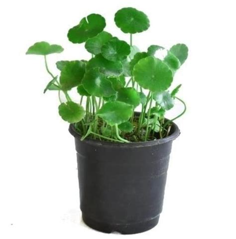 Hydrocotyle Vulgaris Seeds Yuppme