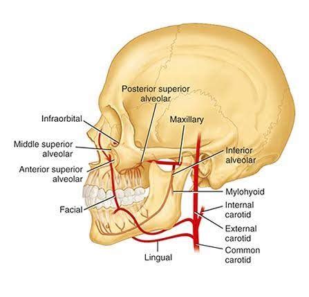 Maxillary Artery And Facial Artery