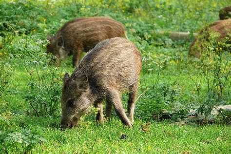 Truyện Bác Ba Phi Săn Heo Rừng Cửu Long
