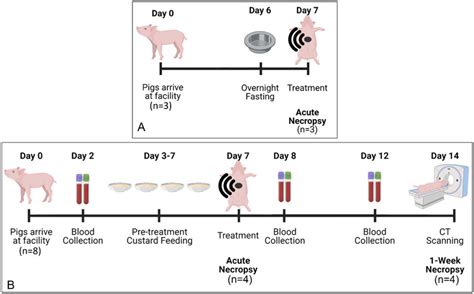 Timeline Timeline Of First Pig Study A Timeline Of Second Pig Study
