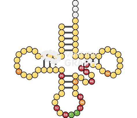 The Structure Of The Ribosome Functions Infographics Vector
