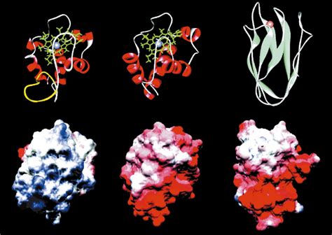 Structural Models Top And Surface Electrostatic Potential