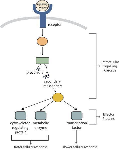 The Role Of Components Of A Signal Transduction Pathway In Producing A