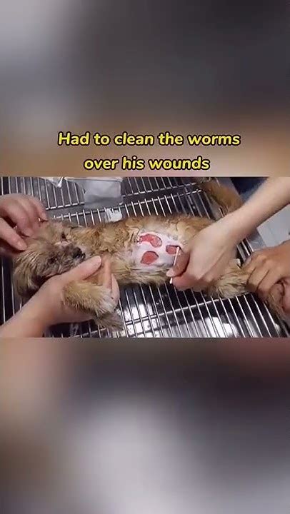 Heavily Injured And Got Worms Over His Wound Roamed For Nobody Knows