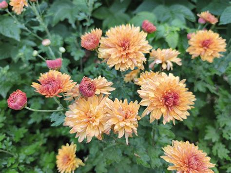 Šonedēļ Populārākais Vārds Dmitrijs Rekurzemelv