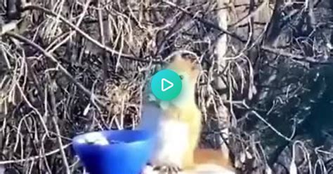 Squirrel Enjoying Some Fermented Pears Album On Imgur