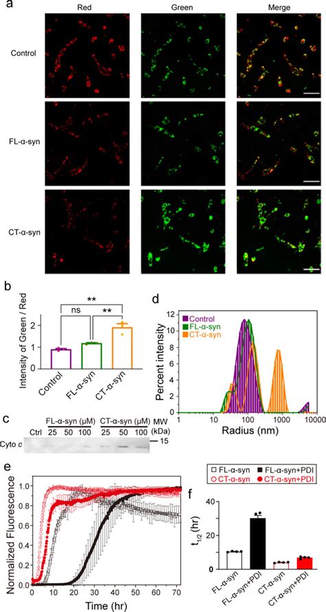 C Terminal Truncation Modulates α Synucleins Cytotoxicity And Aggregation By Promoting The