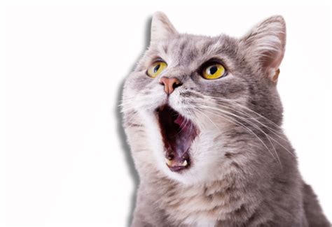 Feline Chronic Gingivostomatitis Treatment