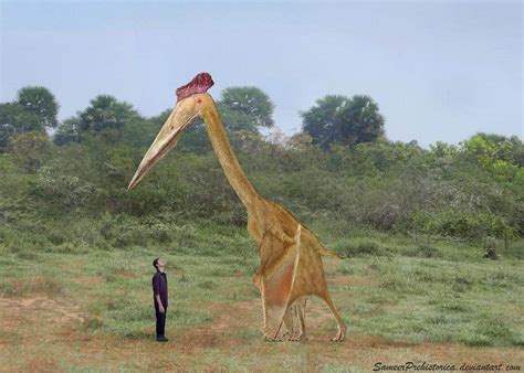 Hatzegopteryx Facts And Pictures