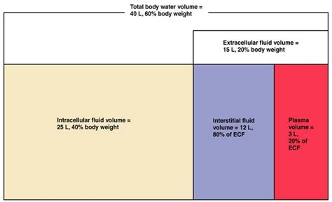 Fluid Compartments Of The Human Body Diagram