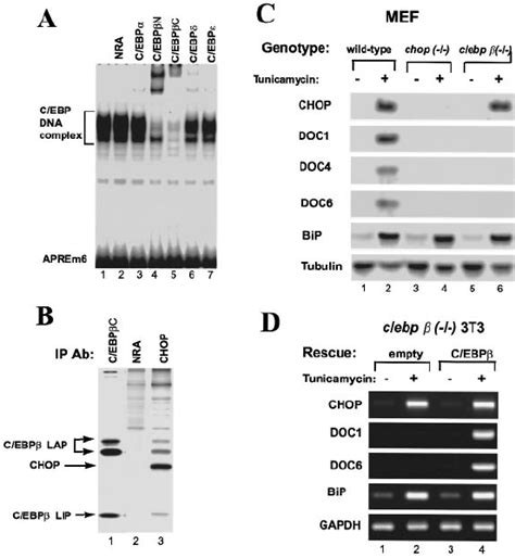 C Ebp β Is Required For Doc Expression A Gel Shift Of A 32