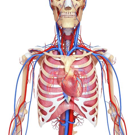 Neck And Chest Bone Anatomy At Patricia Kelly Blog