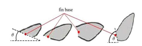 Pectoral Fin Base 10 Download Scientific Diagram