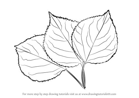 How To Draw A Leaf In Python