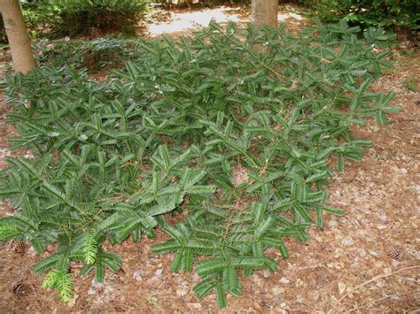 Online Plant Guide Cephalotaxus Harringtonia Prostrata Prostrate