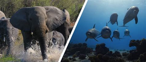 Disneynatures Elephant And Dolphin Reef Trailer Brings The Wild