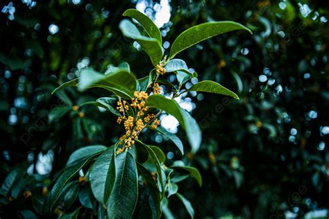 Small Fruit Of Original Landscape Photography Background Small Fruit