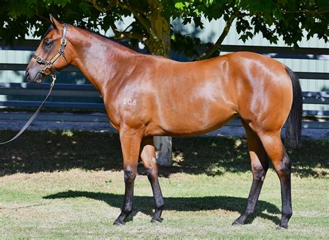 2026 Perth Yearling Sale Magic Millions Online Catalogue