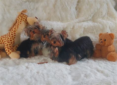 Jorkširski Terijeri Minijaturni Beograd