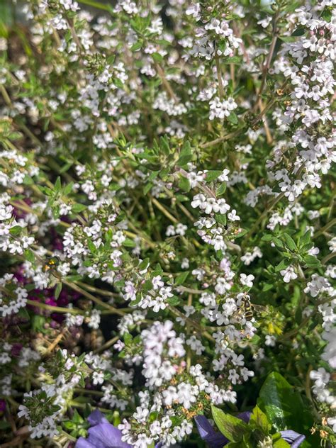 Growing Herbs For Pollinators Tilth Alliance