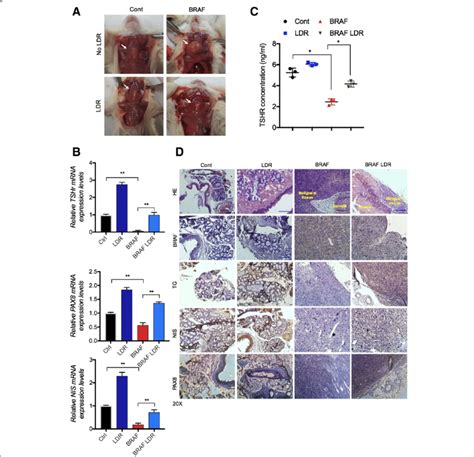 Mouse Model For Thyroid Cancer At Jasper Rae Blog