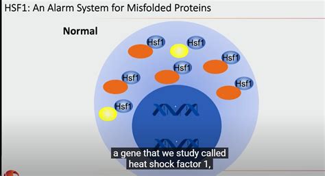 Stem Cells Accumulate Heat Shock Factor 1 Protein As They Age