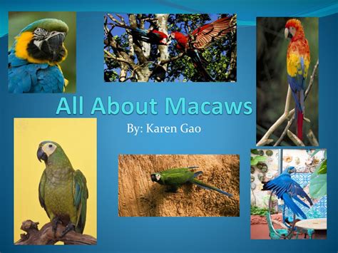 Ppt All About Macaws Powerpoint Presentation Free Download Id2698866