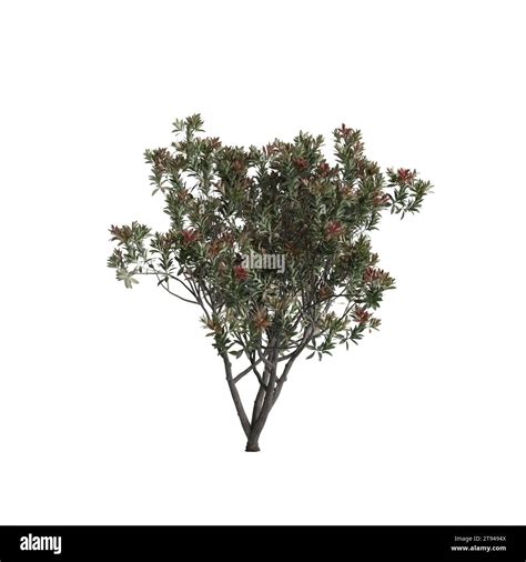 3d Illustration Of Eriobotrya Japonica Tree Isolated On White