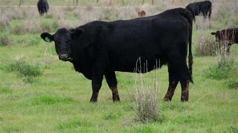 The Role Genetics Could Play In Bringing Down Methane Levels Abc Listen