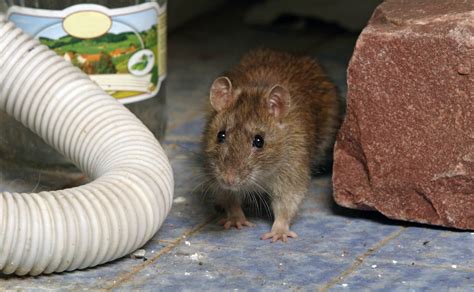 Identifying Rodent Bite Marks Inside And Out Pest Services