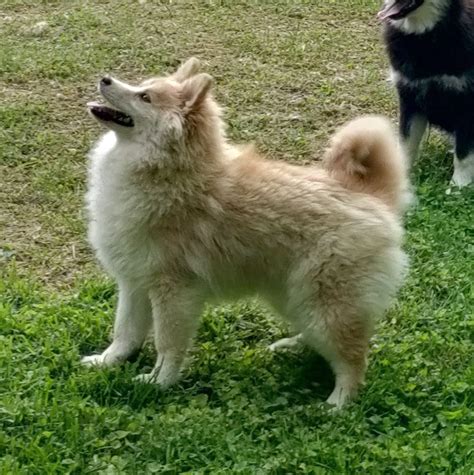 Ruby Pomsky Dams Stonehill Breeders