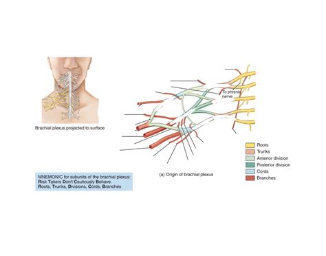 Origin Of Brachial Plexus Quiz