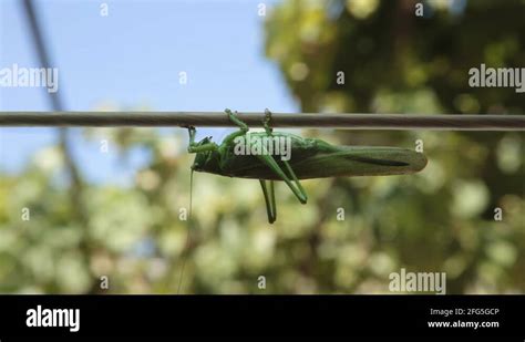 Grasshopper Locust Insect Stock Videos And Footage Hd And 4k Video