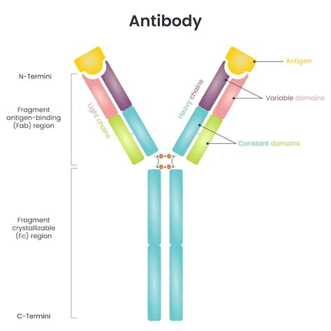 Premium Vector Antibody Structure Diagram