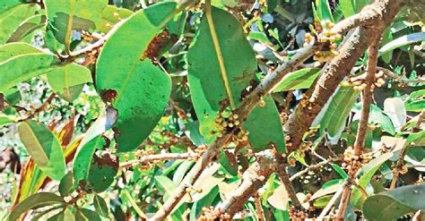 Surangi Flower यंदा सुरंगीचा सुवास दरवळणार पालवीमुळे उत्पन्नात घट प्रतिकिलो ४५० रुपये दर