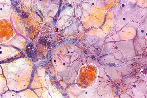 Light Micrograph Of Human Brain Tissue Showing Neurons And Glial Cells Premium Ai Generated Image
