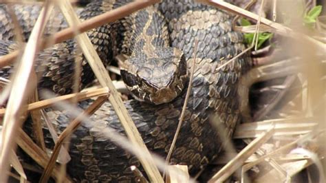 Meet Michigans Snakes There Are 18 Species Of Snakes Found In