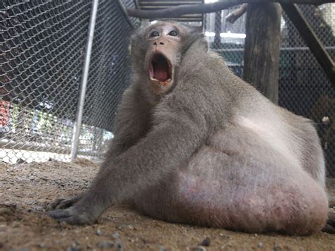 Dicker Affe Cartoon Affe Der An Seinem Schwanz Von Einem Baum Hängt