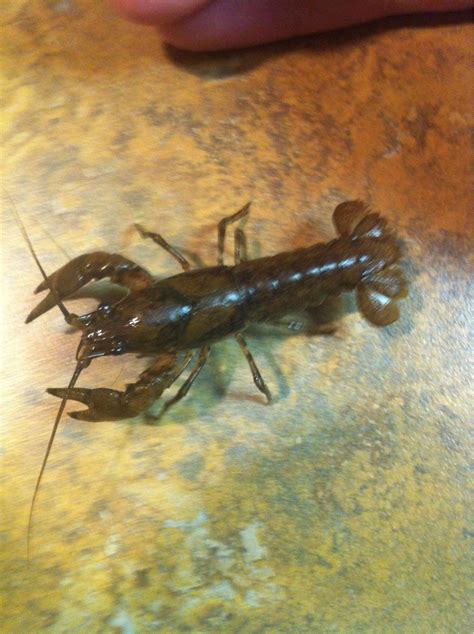 Crayfish Id Found In My Pond Southern Oregon Rcrayfish