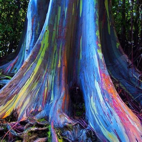 Rainbow Eucalyptus Natures Spectacular Masterpiece