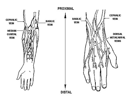 Venipuncture Sites Diagram