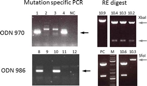 detection of odn mediated genome edits by nested pcr and restriction