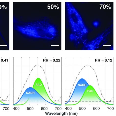 Nadh And Fad Concentration Per Cell Computed From Results Of