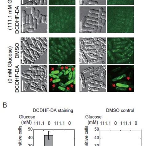 Pdf Glucose Starvation Induces Mitochondrial Fragmentation Depending