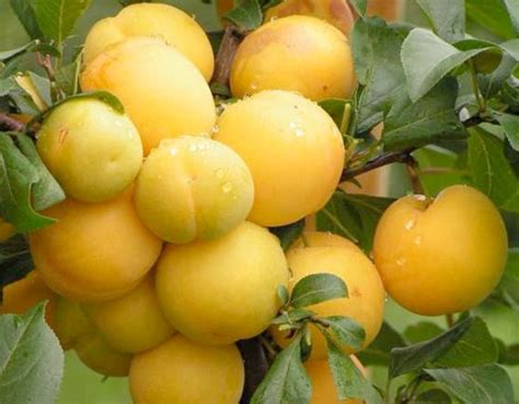 About Tsarskaya Cherry Plum Description And Characteristics Of The Variety Planting And