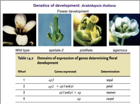Solved In Arabidopsis What Floral Phenotype Would Be