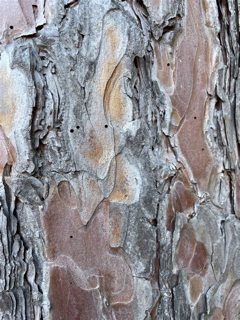 Pine Bark Beetle Prevention L And T Tree Services